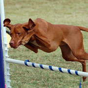 Twister Agility - Canine Agility at its best!